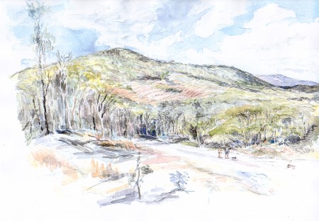 Water Colour Paintings of Cockscomb