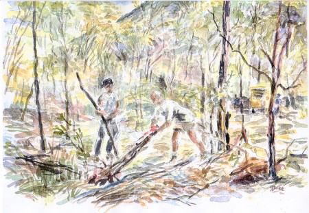 Water Colour Paintings of Cockscomb