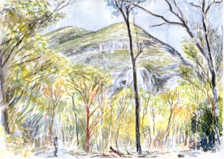 Water Colour Paintings of Cockscomb